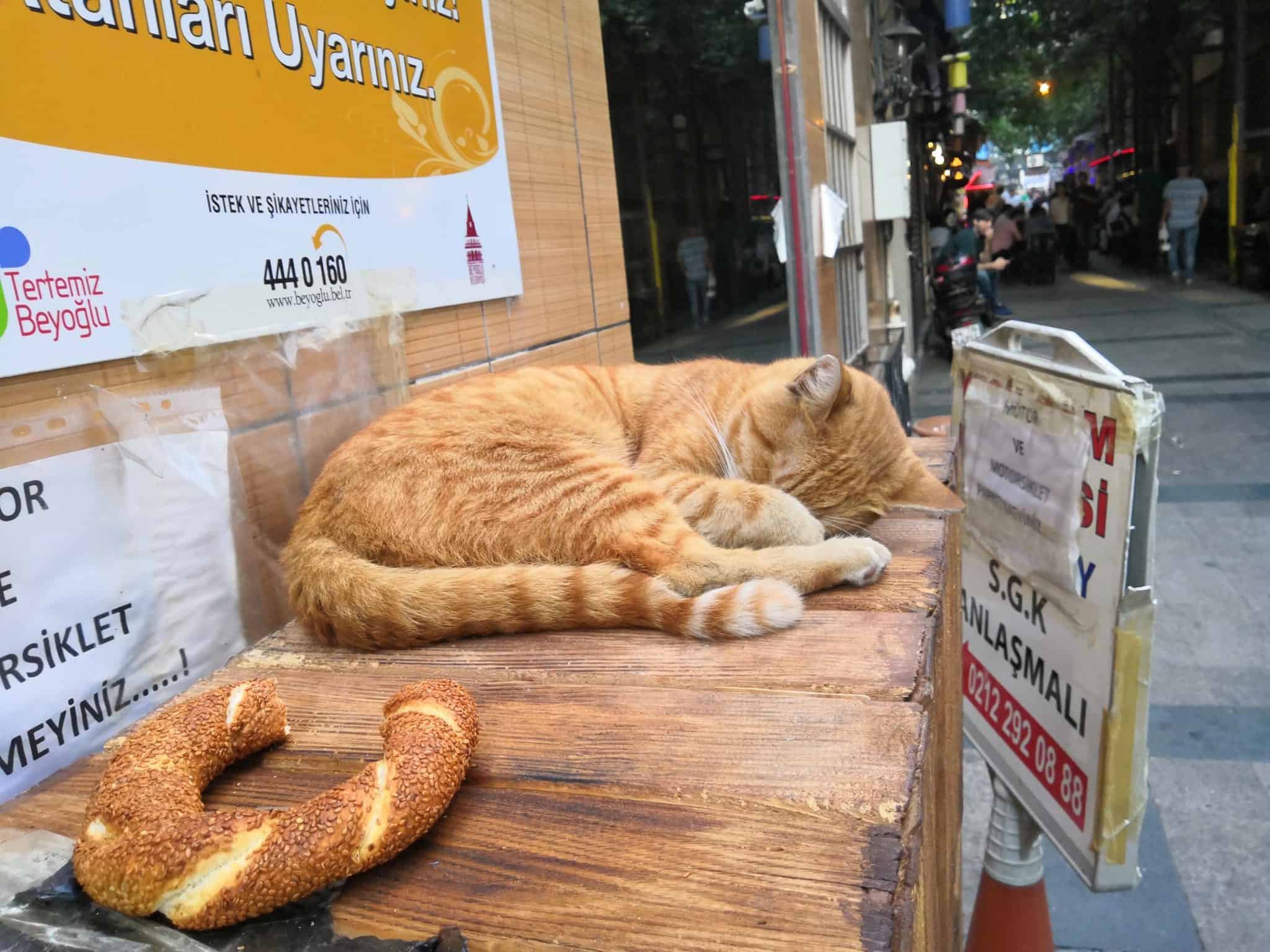 Why is the City of Istanbul Brimming with Cats?
